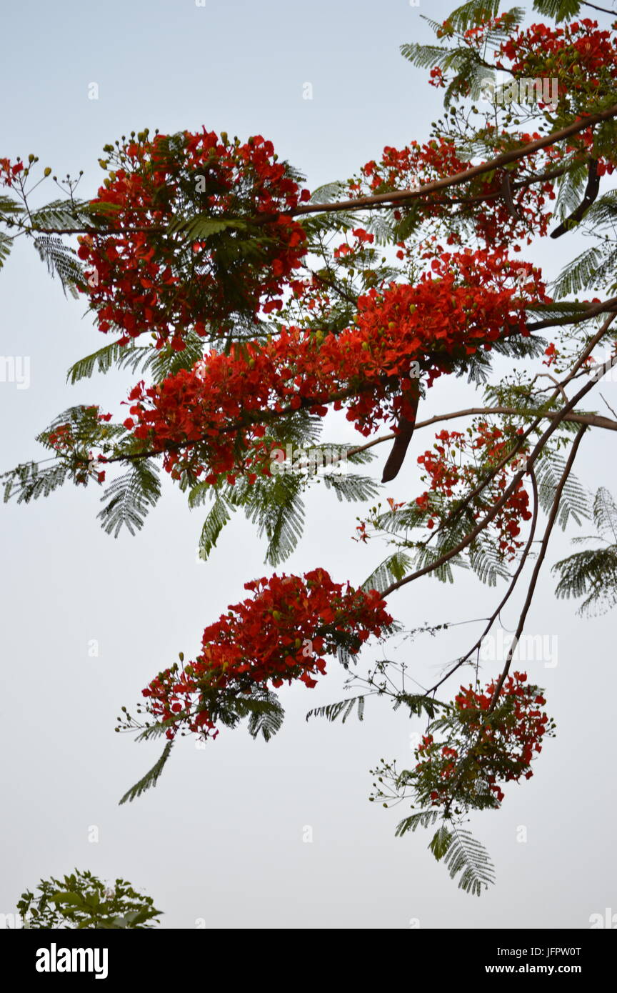 Royal poinciana delonix regia hi-res stock photography and images - Alamy