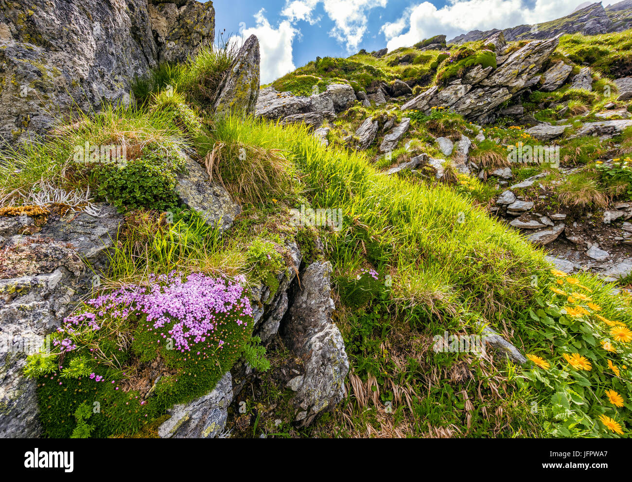 beautiful flowers among the grass on Steep slope of rocky hillside ...