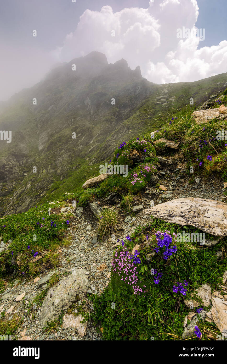 Flowers on rocky slope hi-res stock photography and images - Alamy
