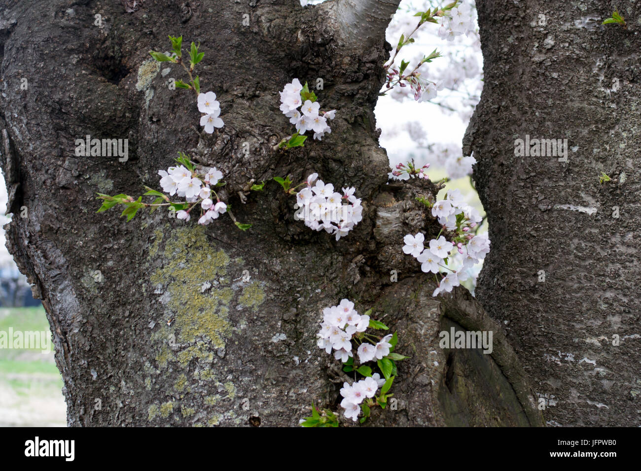 Tree trunk cherry tree twig hi-res stock photography and images - Alamy