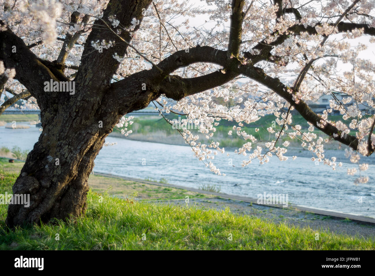 Old cherry tree by a river in kakunodate, Japan Stock Photo - Alamy
