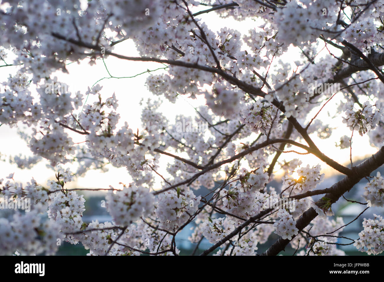 Japanese cherry blossoms in the sunlight hi-res stock photography and ...
