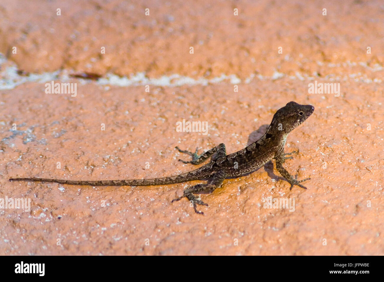 Lizard with a long tail hi-res stock photography and images - Alamy