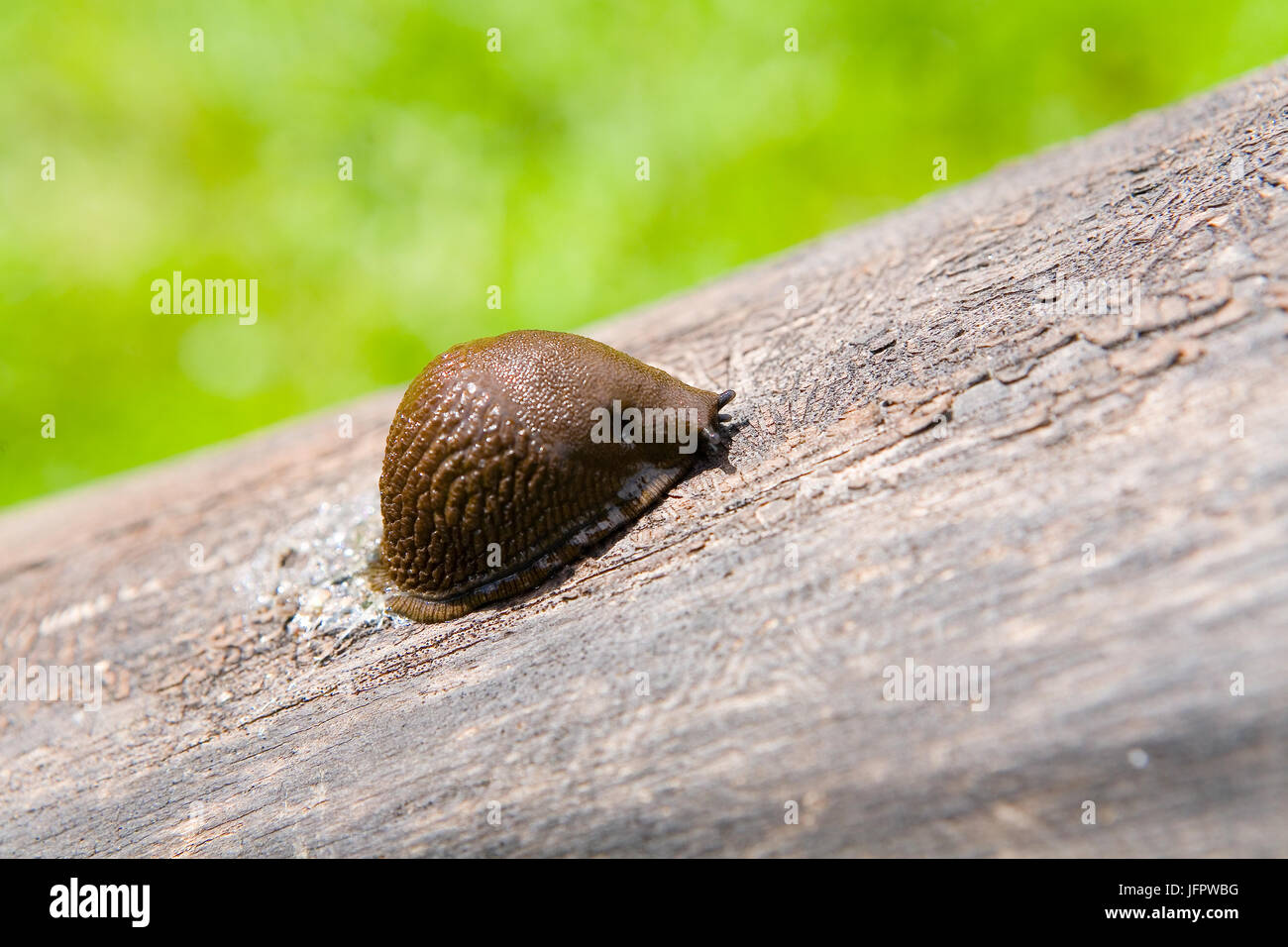 Big nasty hi-res stock photography and images - Alamy