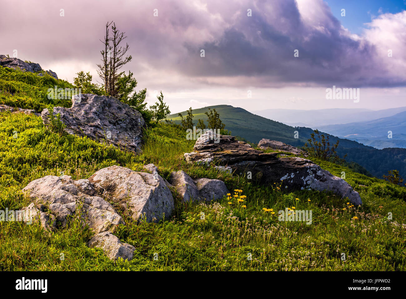 epic sunrise on high mountain ridge. lonely spruce tree among huge ...