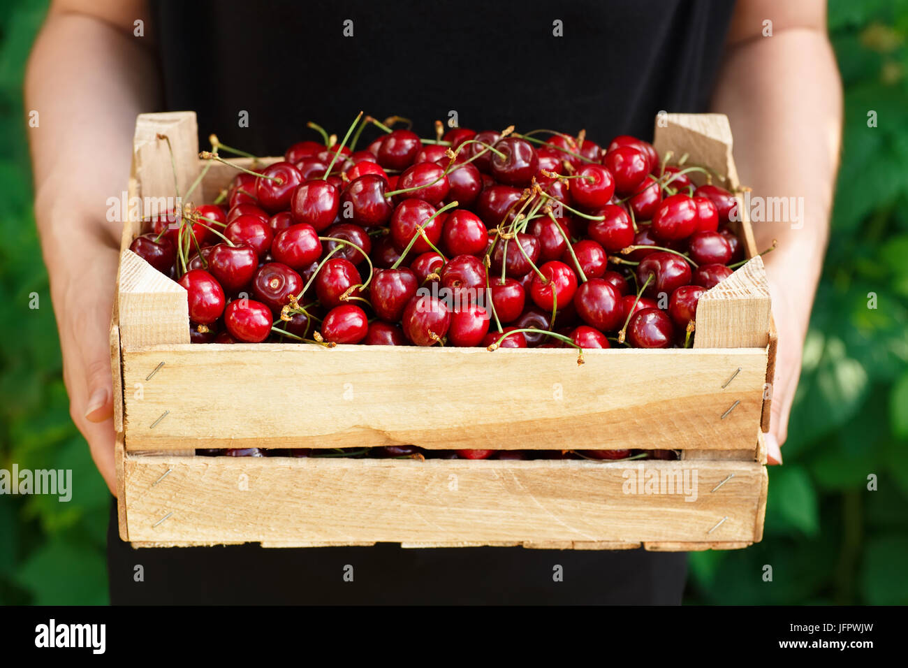 closeup cherries in crate at female hands. Gardening, agriculture ...