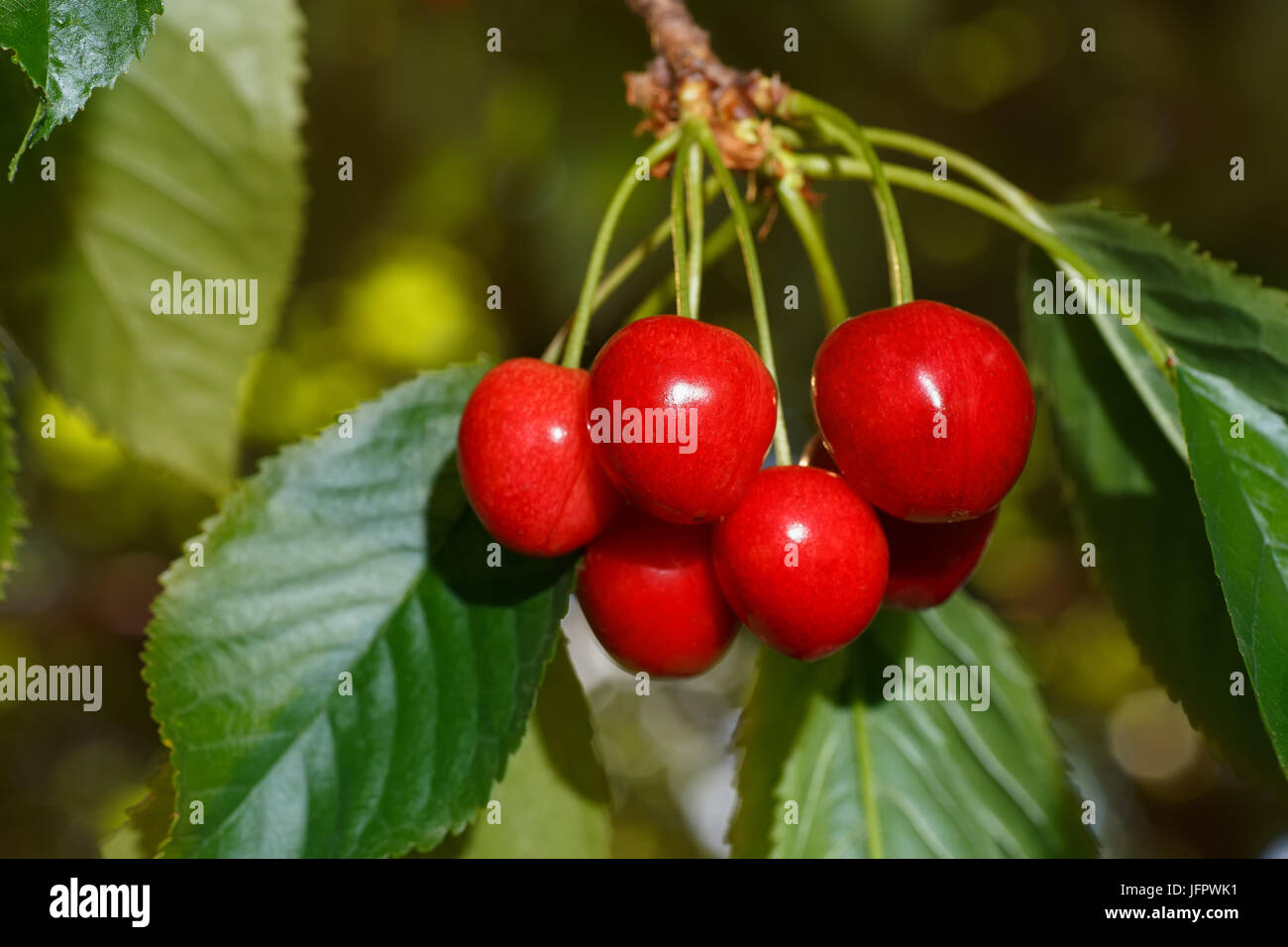 closeup cluster of ripe cherries on cherry tree. Cherries hanging on ...
