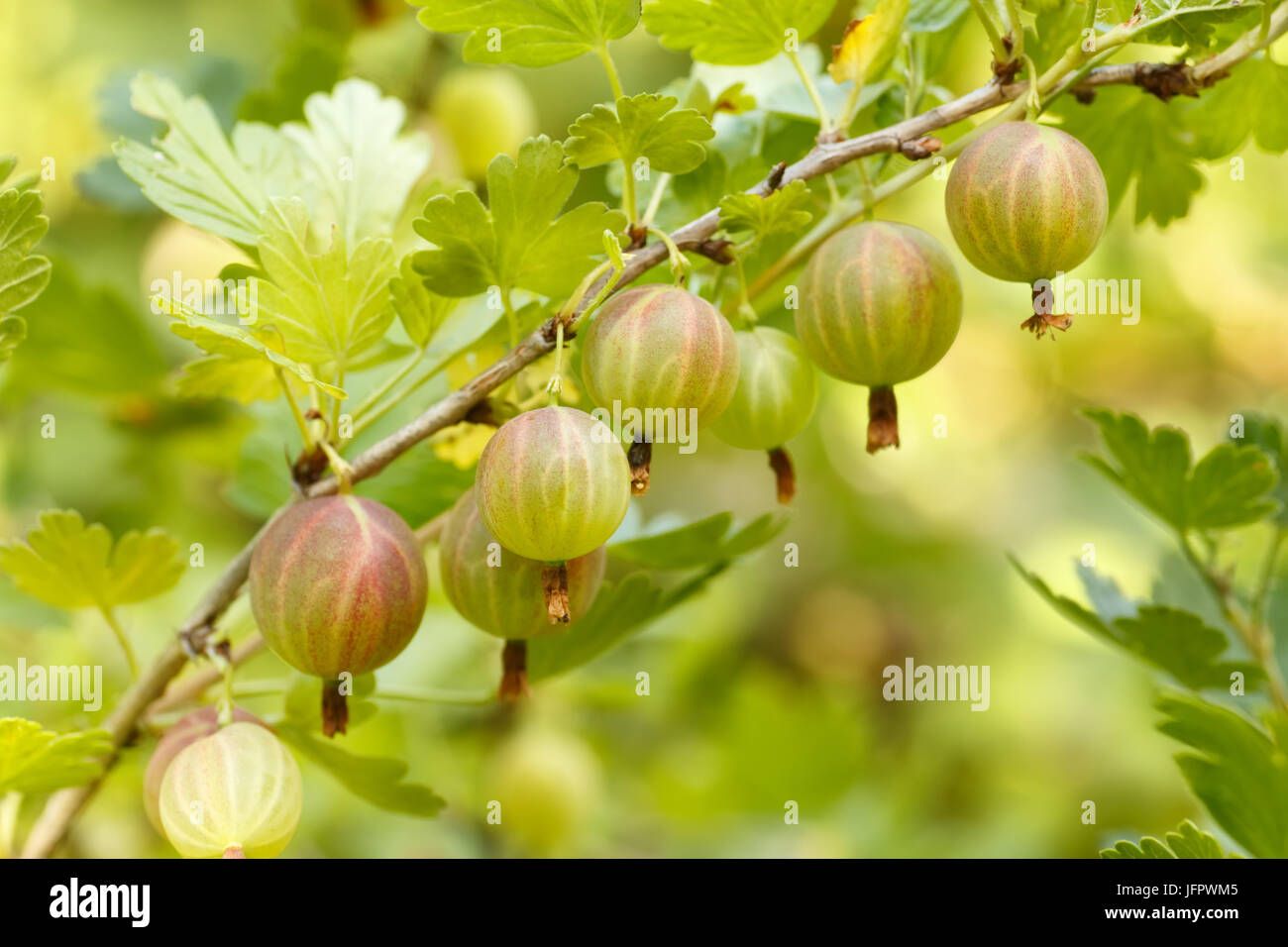 closeup of ripe gooseberries on the bush in the fruit garden ready for ...