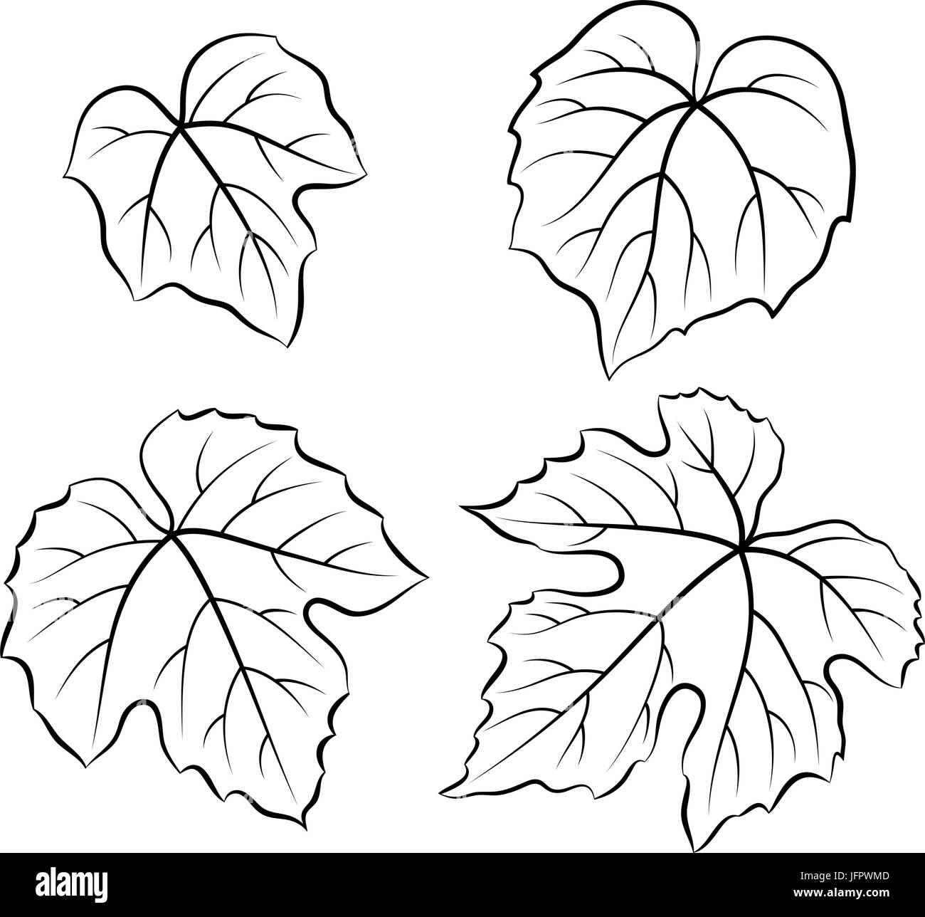 Grape Leaf Drawing