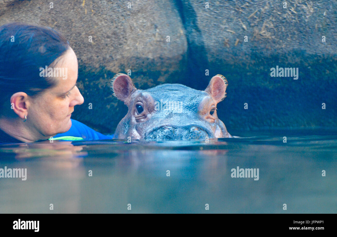 Fiona cincinnati zoo hi-res stock photography and images - Alamy