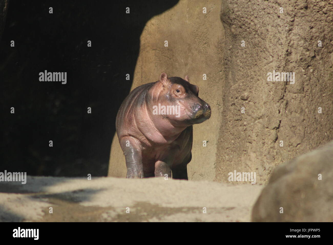 Fiona cincinnati zoo hi-res stock photography and images - Alamy
