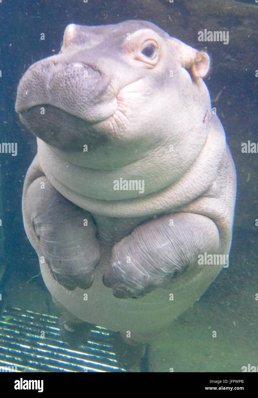 Fiona cincinnati zoo hi-res stock photography and images - Alamy
