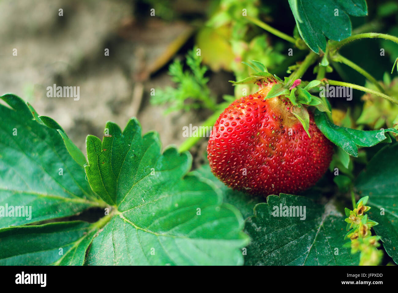 Ripe berry victoria on a green background Stock Photo - Alamy