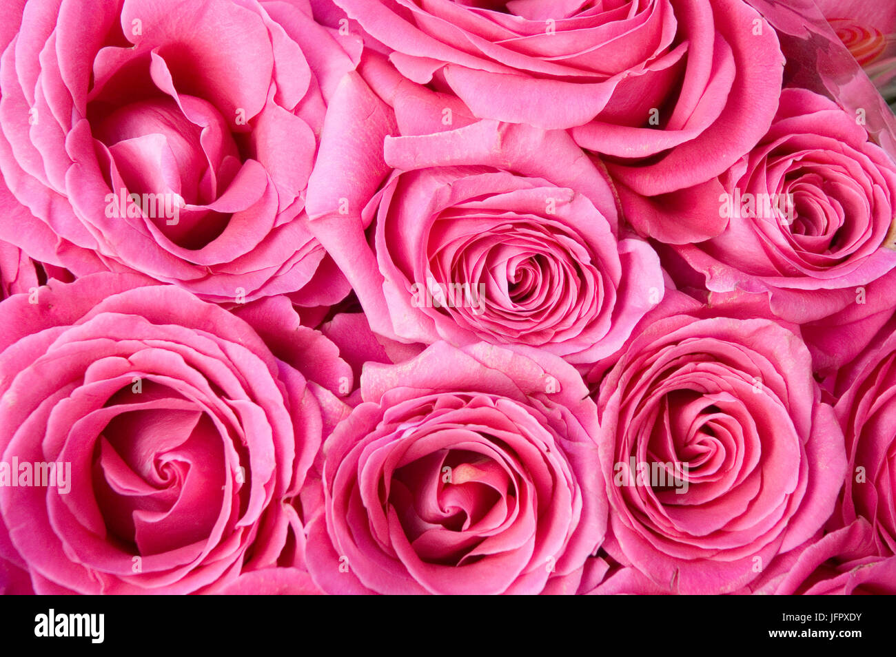 bunch of pink roses Stock Photo - Alamy