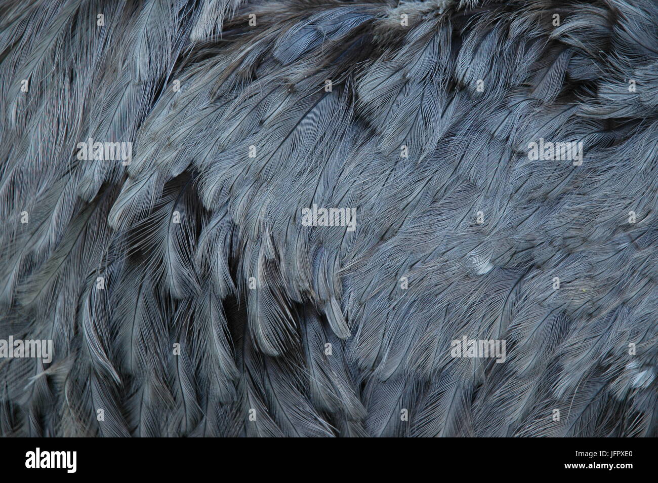 Grey feathers greater rhea hi-res stock photography and images - Alamy