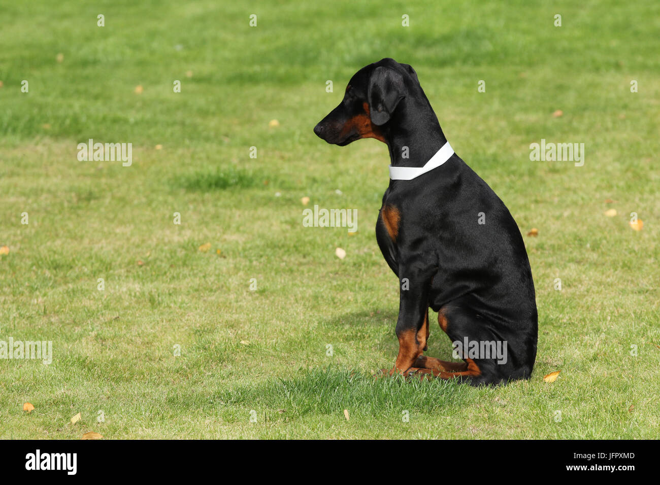 Black doberman female dog breed hi-res stock photography and images - Alamy