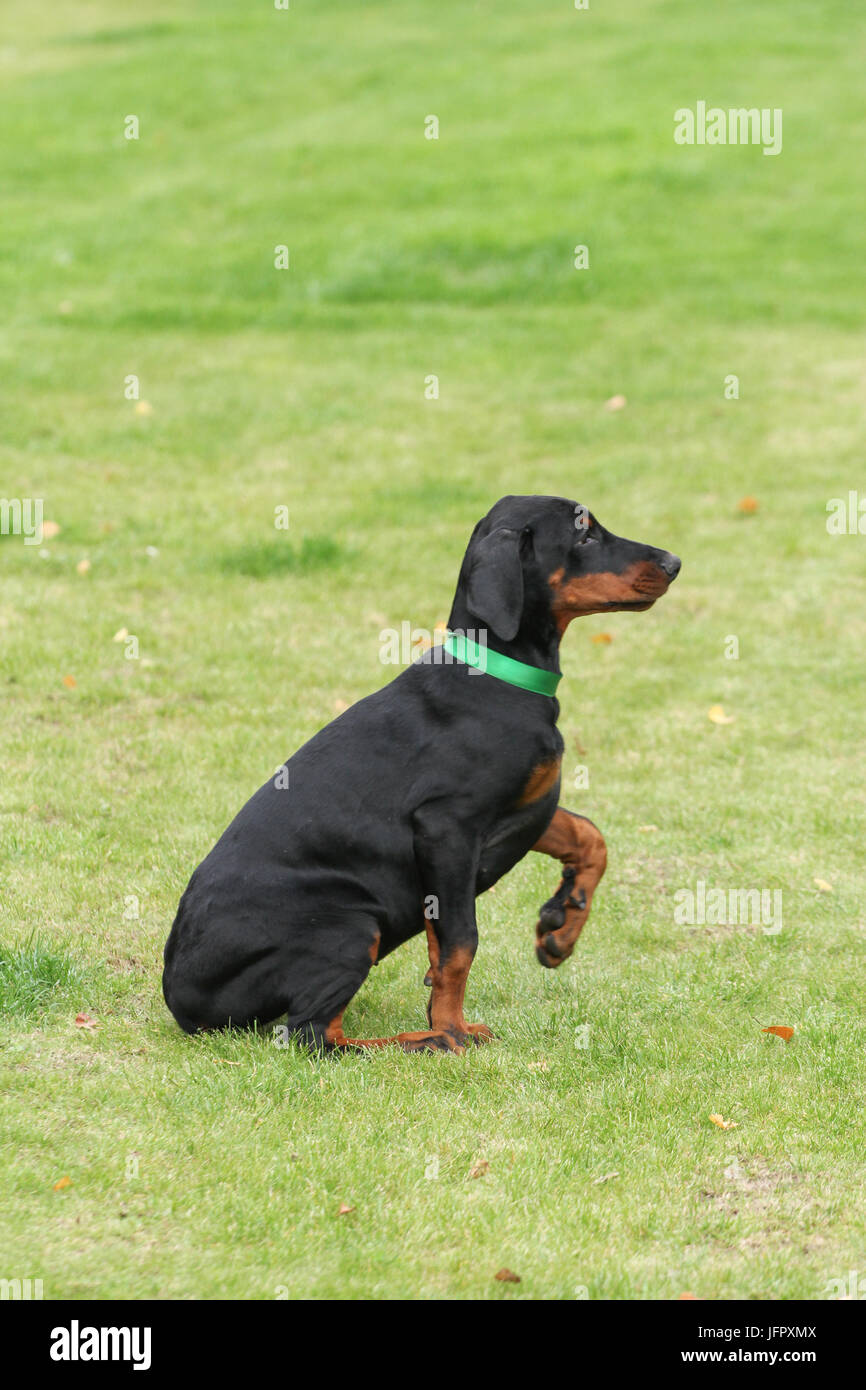 Mini doberman puppy hi-res stock photography and images - Alamy