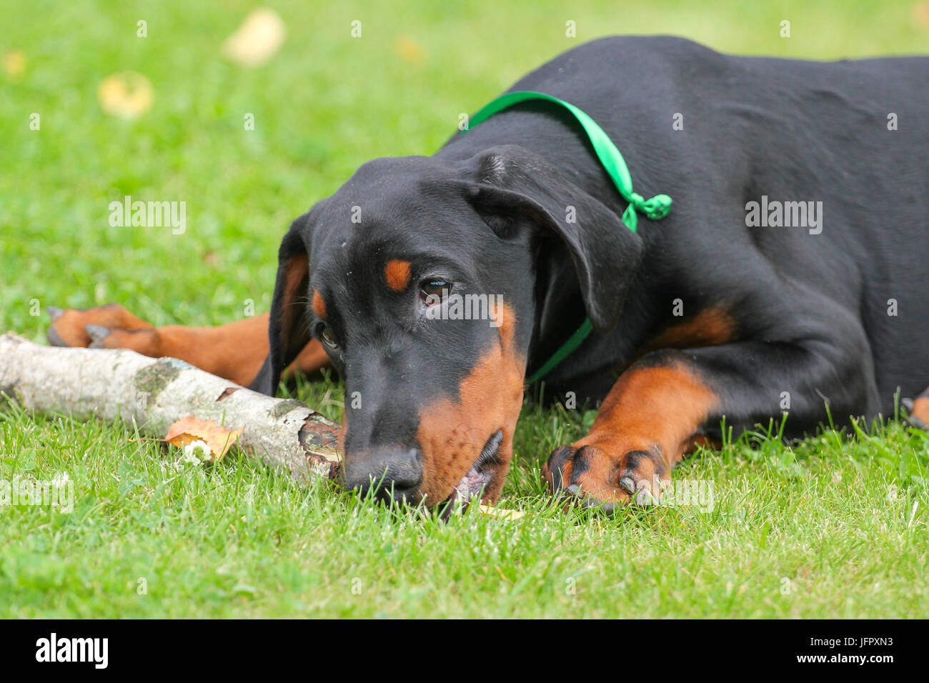 Black doberman female dog breed hi-res stock photography and images - Alamy