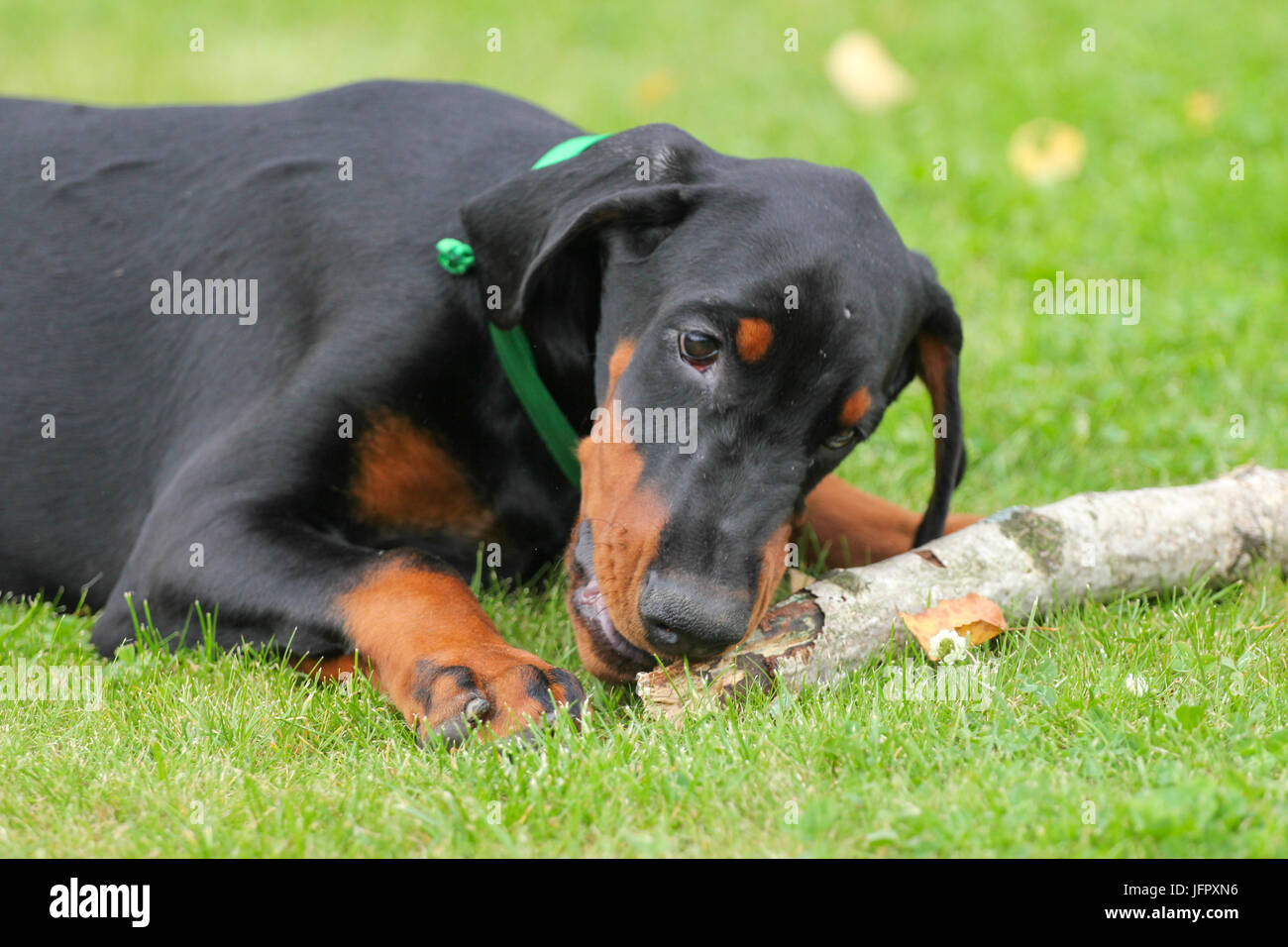 Black doberman female dog breed hi-res stock photography and images - Alamy