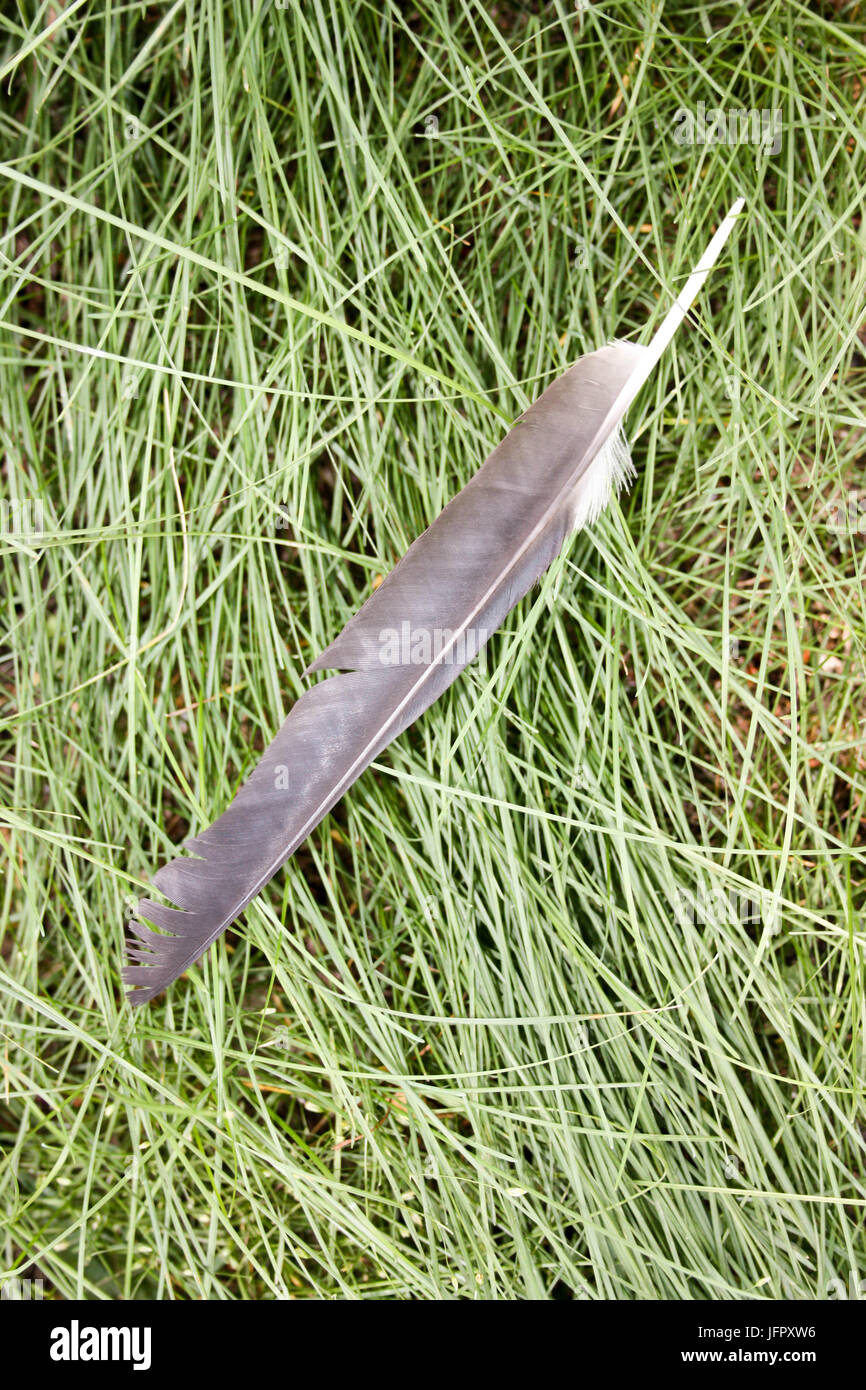 Feather bird on green thin grass. Natural background. Photo for your ...