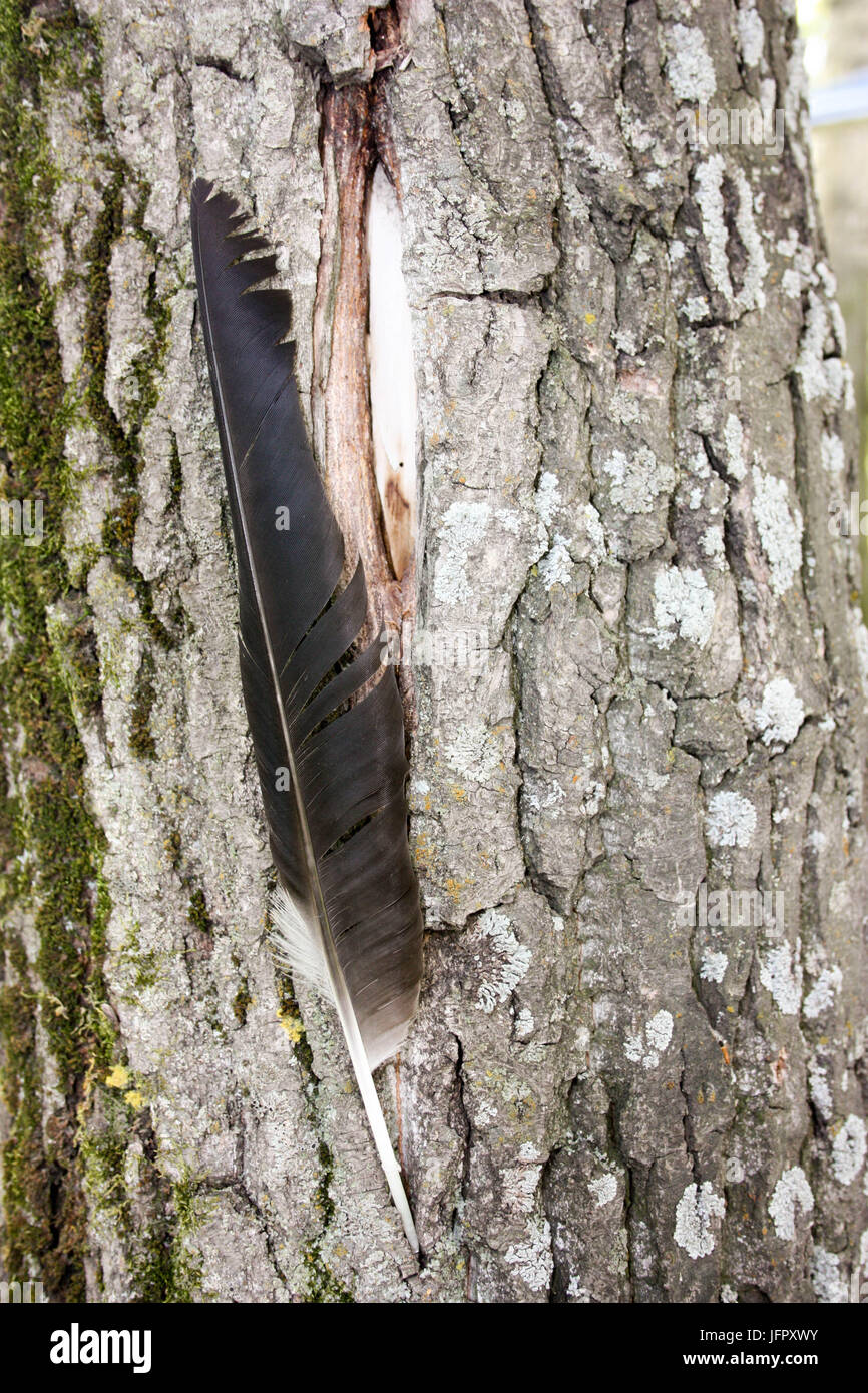 Feathers Stuck High Resolution Stock Photography and Images - Alamy