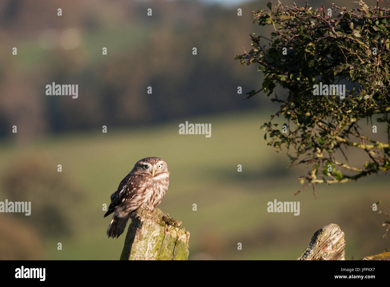 Tiny Owl Sat on Post Looking Straight at You Stock Photo - Alamy