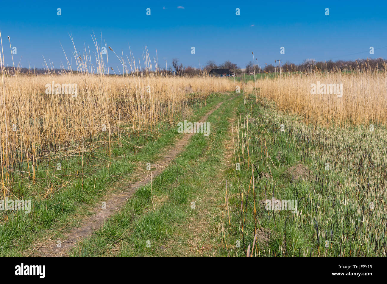 Spring landscape with an earth road to remote village through the rushy ...