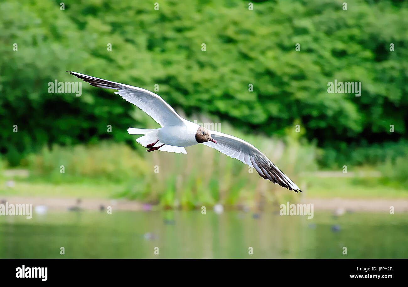 Little gull flying Stock Photo - Alamy