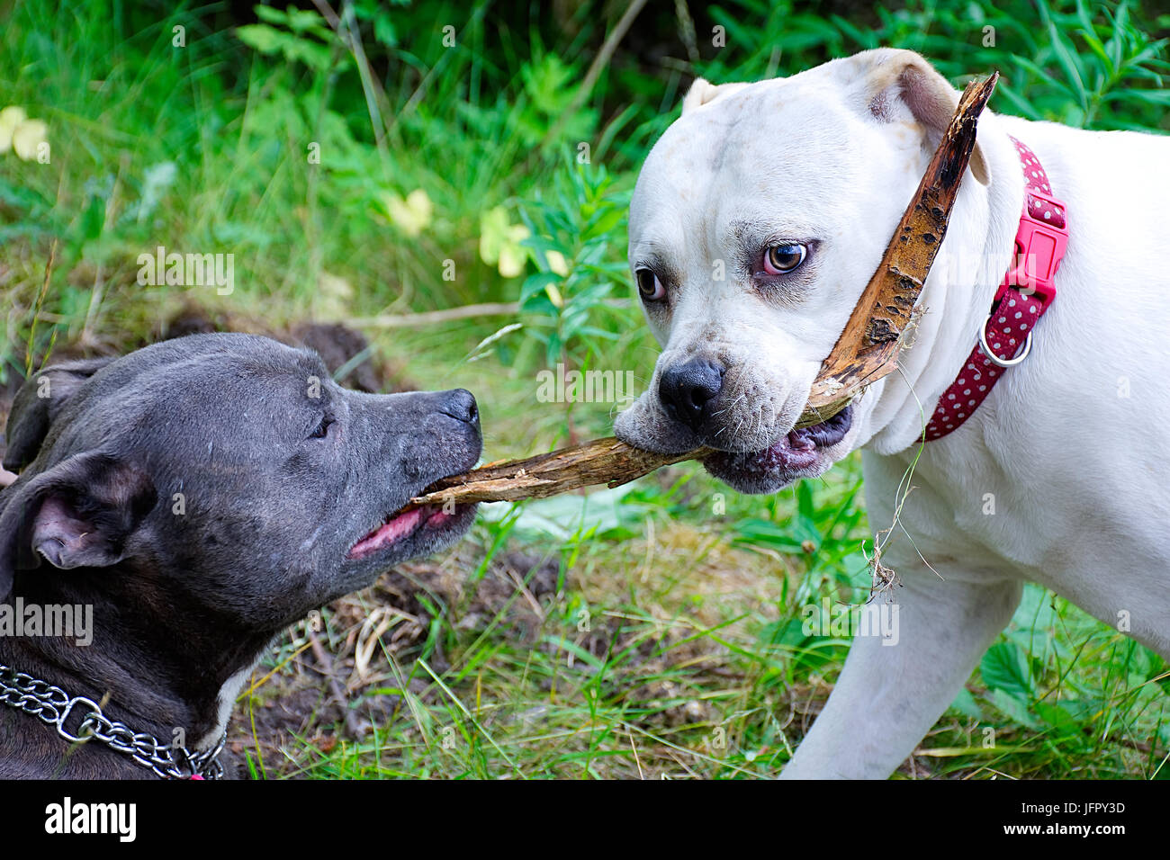 Two dogs playing with stick,outdoor Stock Photo - Alamy