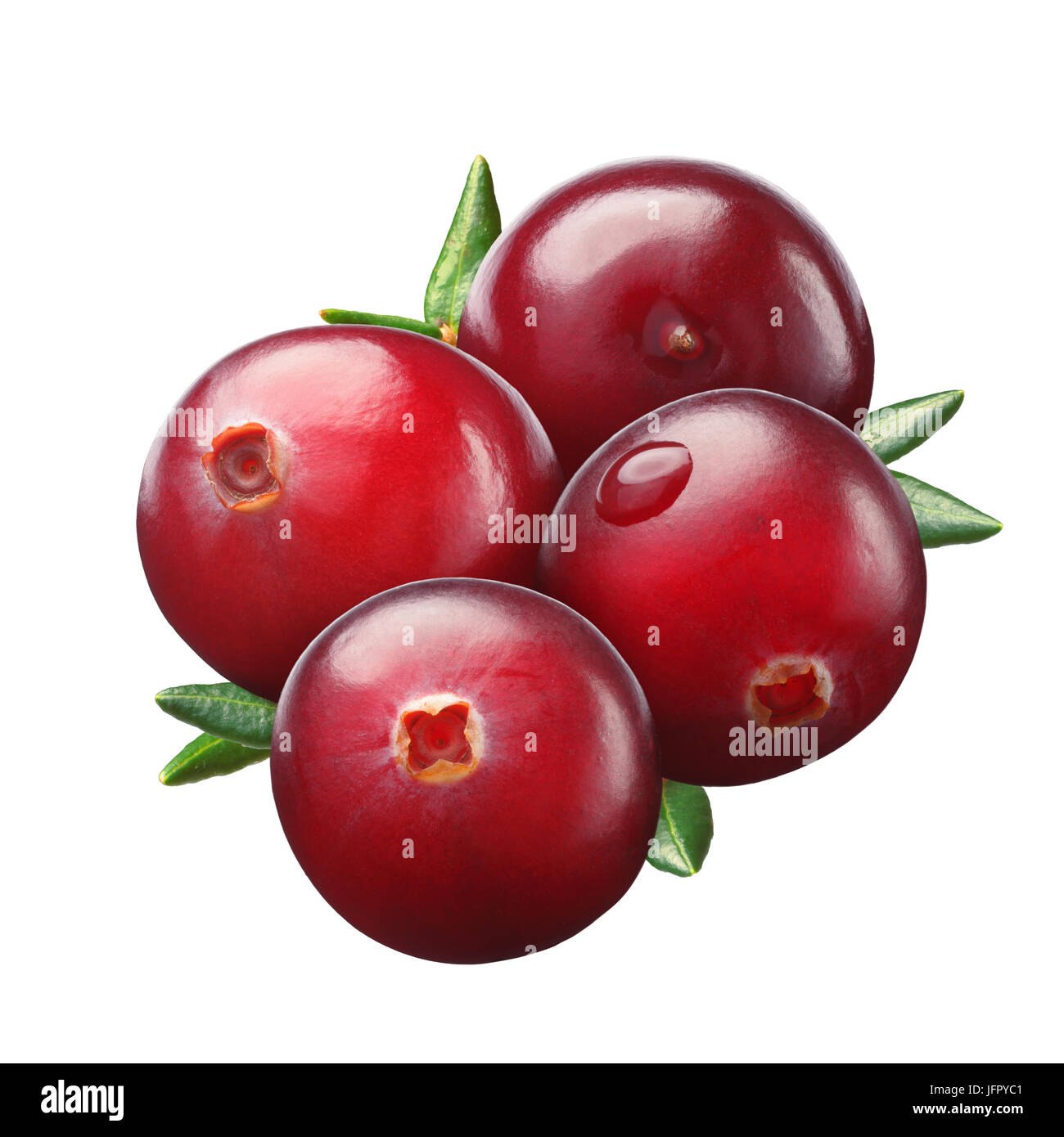Cranberry (Vaccinium oxycoccus) four berries with leaves, clipping ...