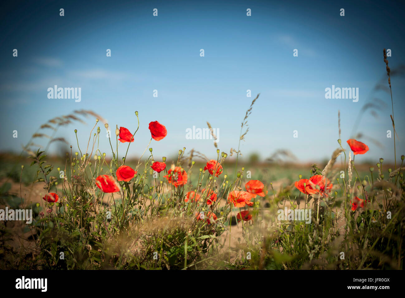 Flanders poppies hi-res stock photography and images - Alamy