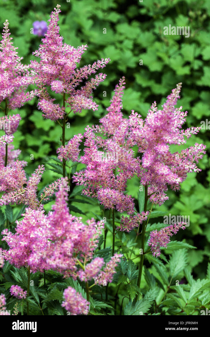 Purple Astilbe, Astilbe chinensis "Pumila Stock Photo - Alamy