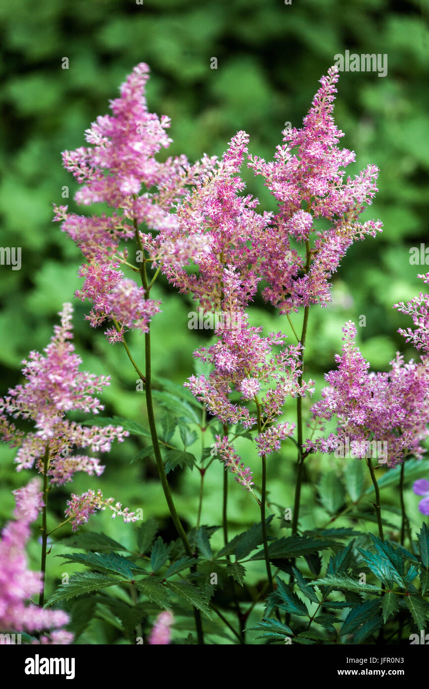 Astilbe chinensis hi-res stock photography and images - Alamy