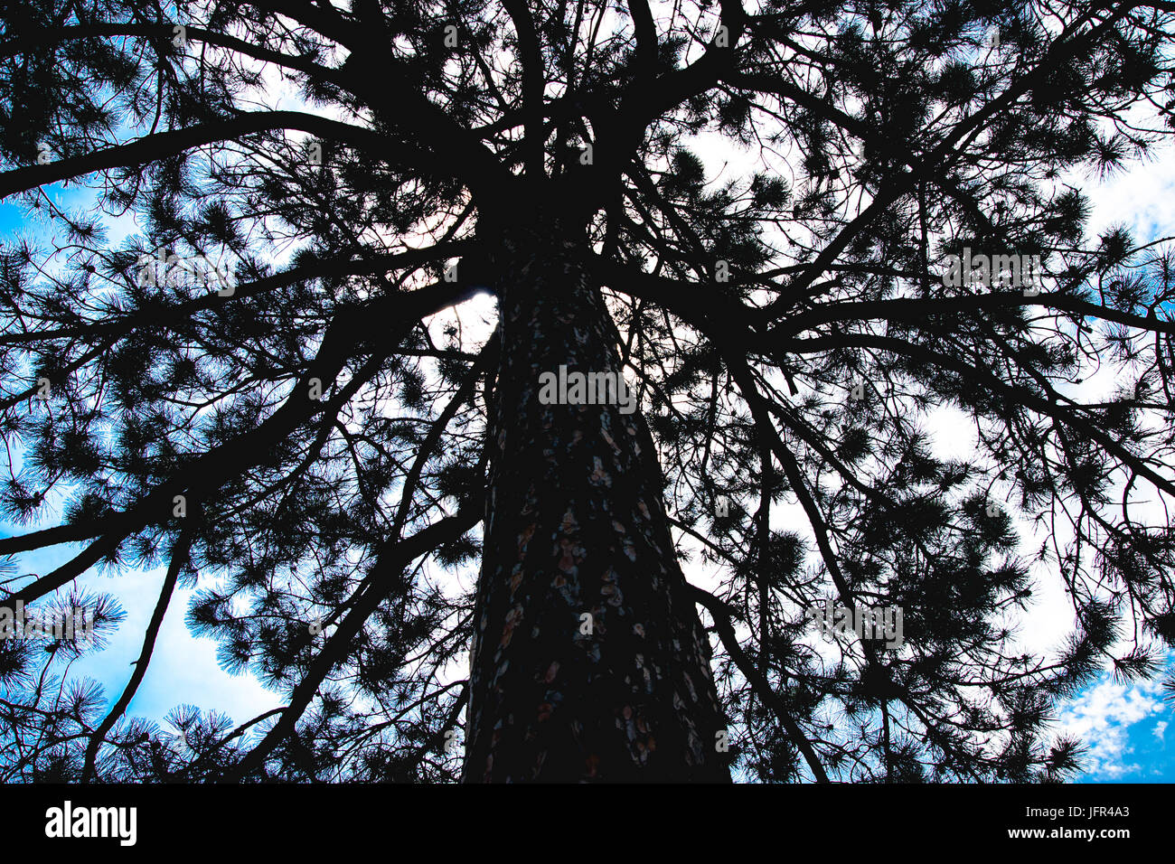 Huge crown hi-res stock photography and images - Alamy