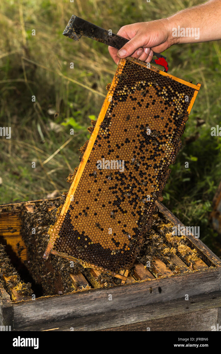 beekeeper keeps fully honeycomb of honey over the very old hive Stock ...