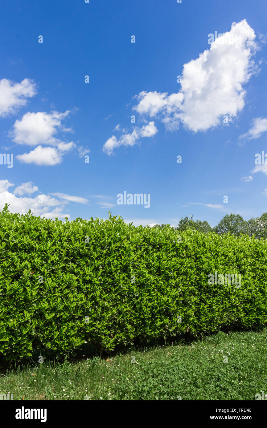 Hedge against the sky Stock Photo - Alamy