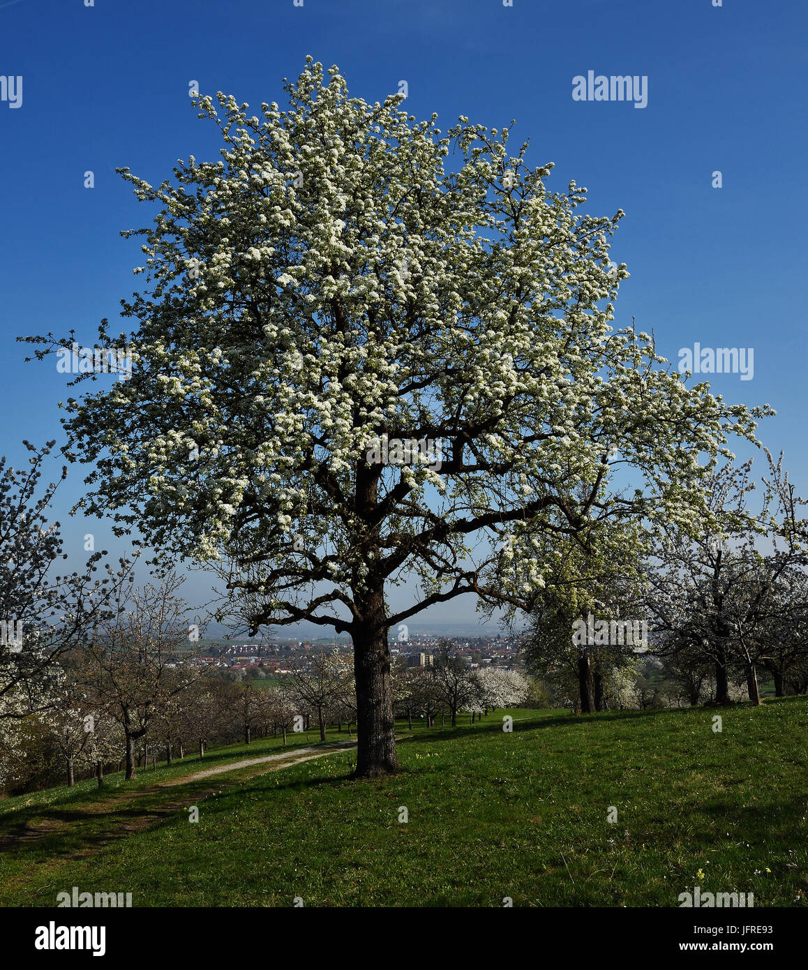 meadow orchard; spring; pear tree Stock Photo - Alamy