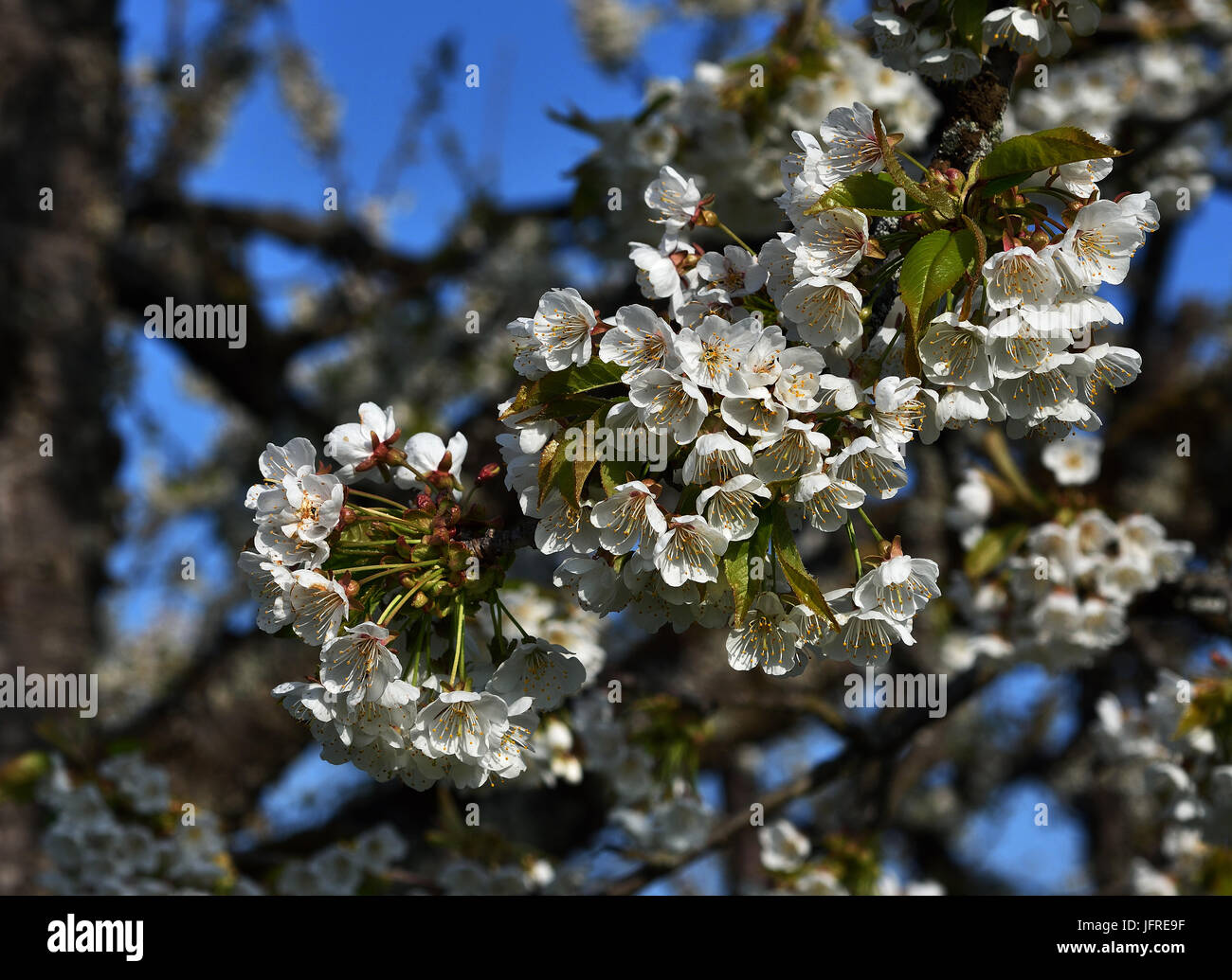 Cherry bl hi-res stock photography and images - Alamy