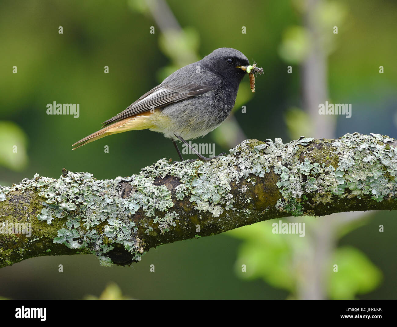 blackstart; black redstart Stock Photo - Alamy