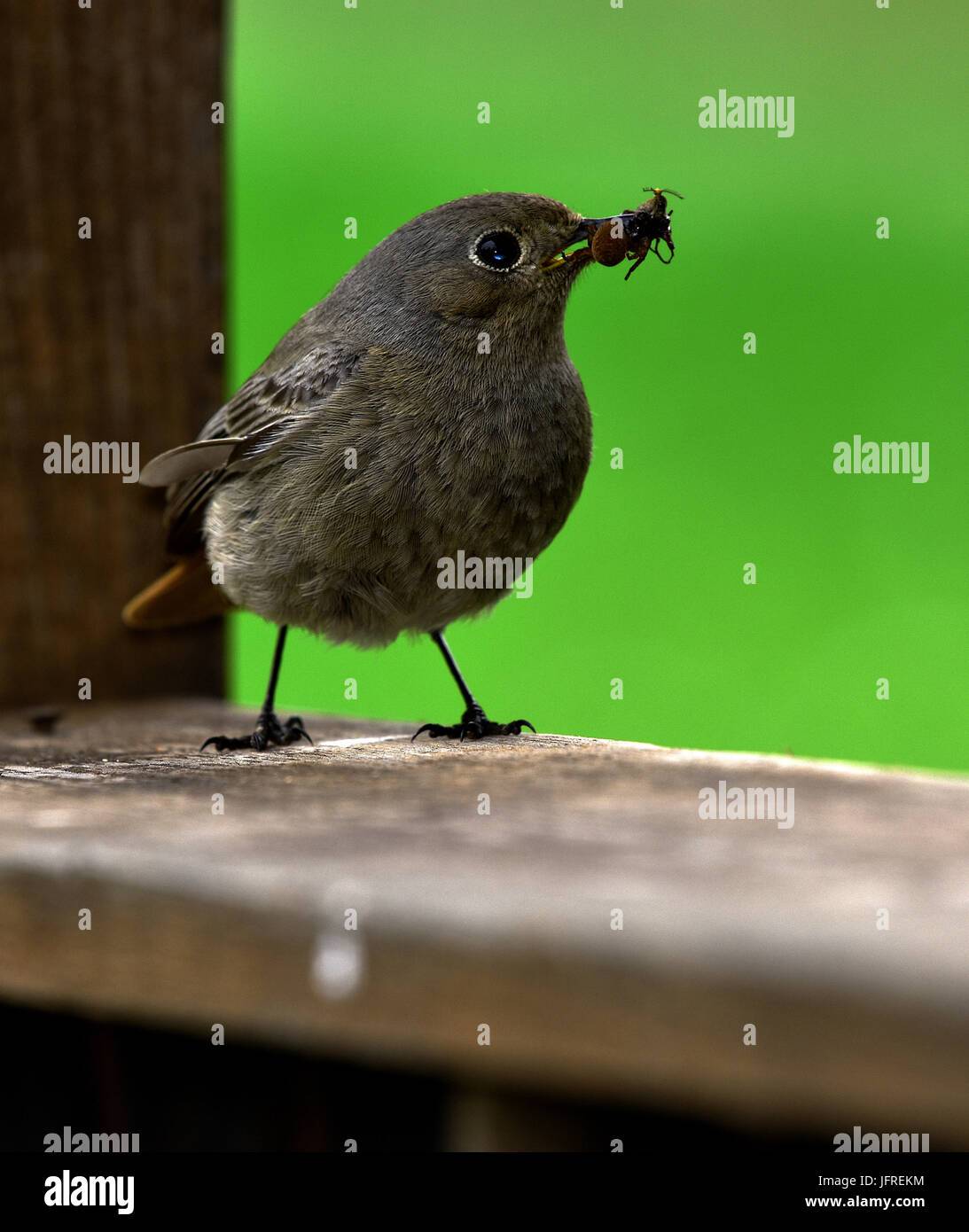 Redstart at nest box hi-res stock photography and images - Alamy