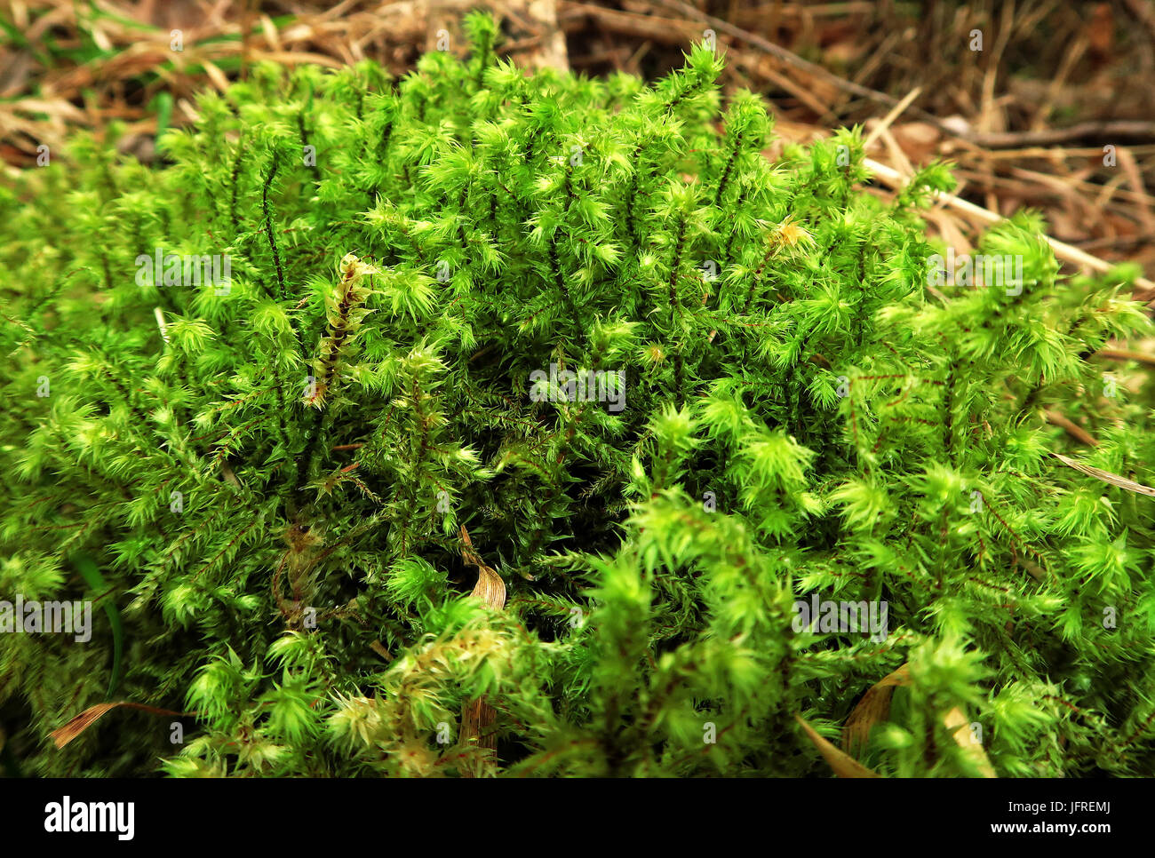 moss; shaggy moss; big shaggy-moss Stock Photo - Alamy