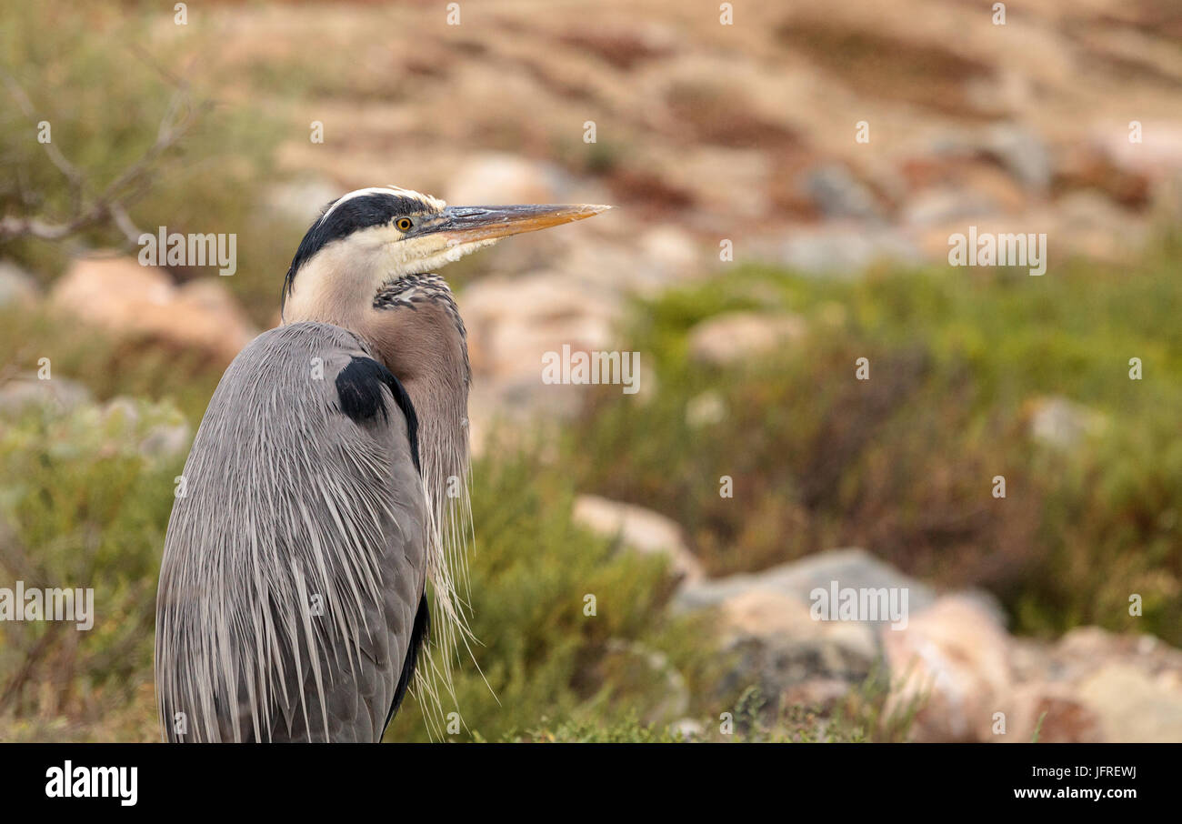 Great blue heron bird, Ardea herodias Stock Photo - Alamy