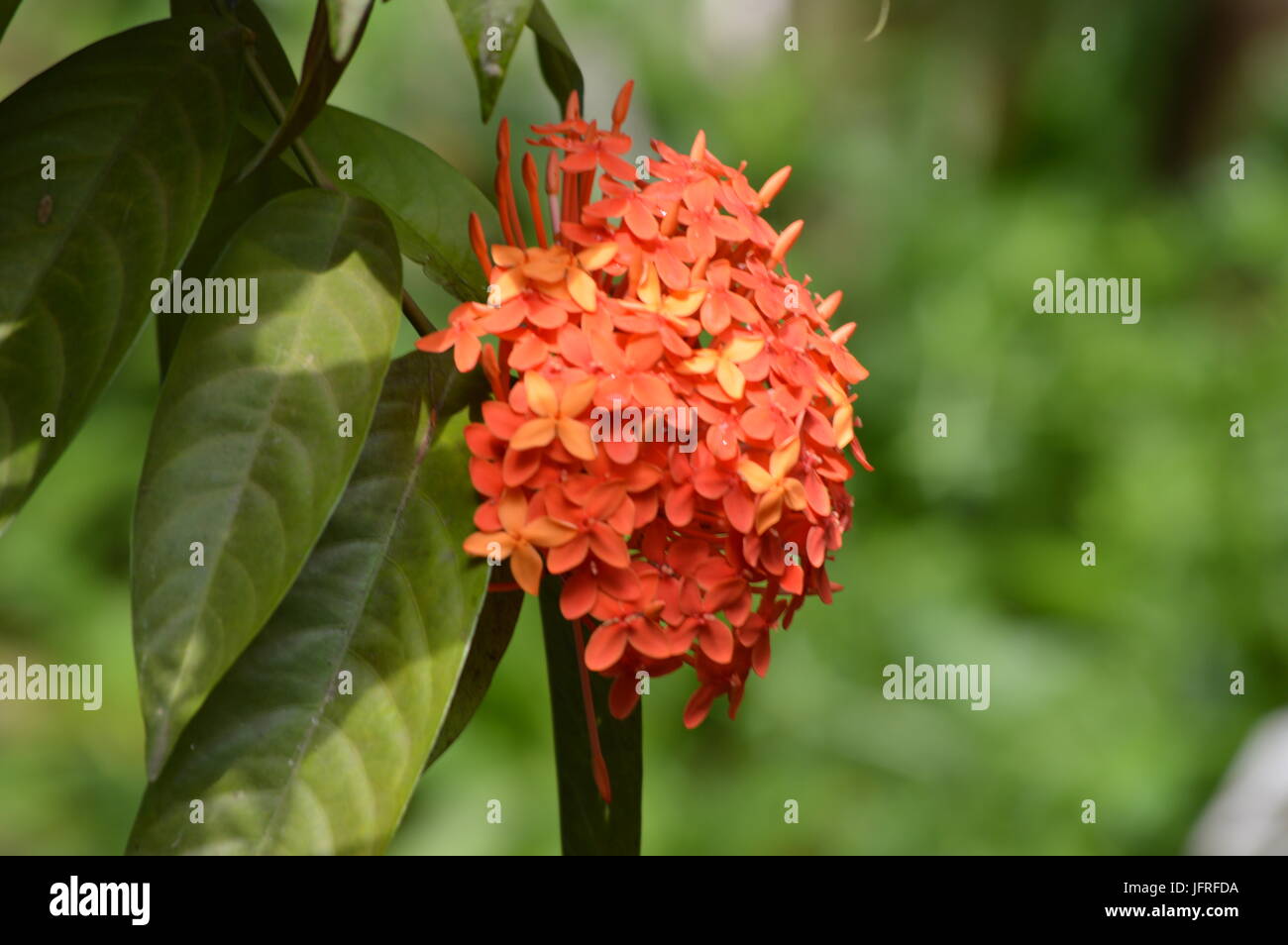Flower cluster hi-res stock photography and images - Alamy
