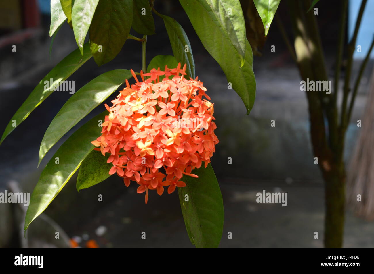 Flower cluster hi-res stock photography and images - Alamy