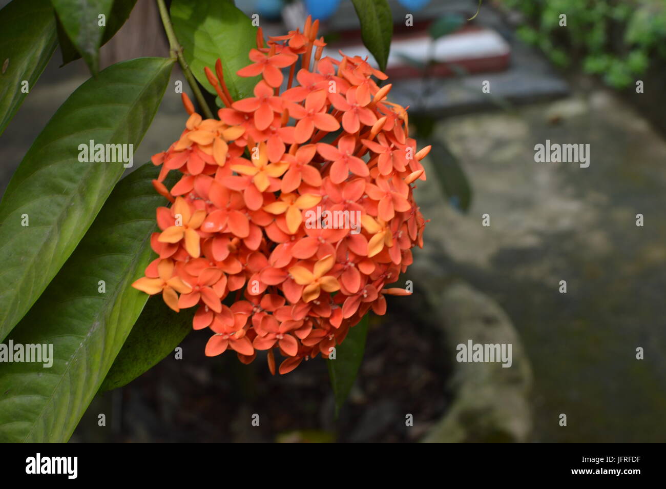 Flower cluster hi-res stock photography and images - Alamy