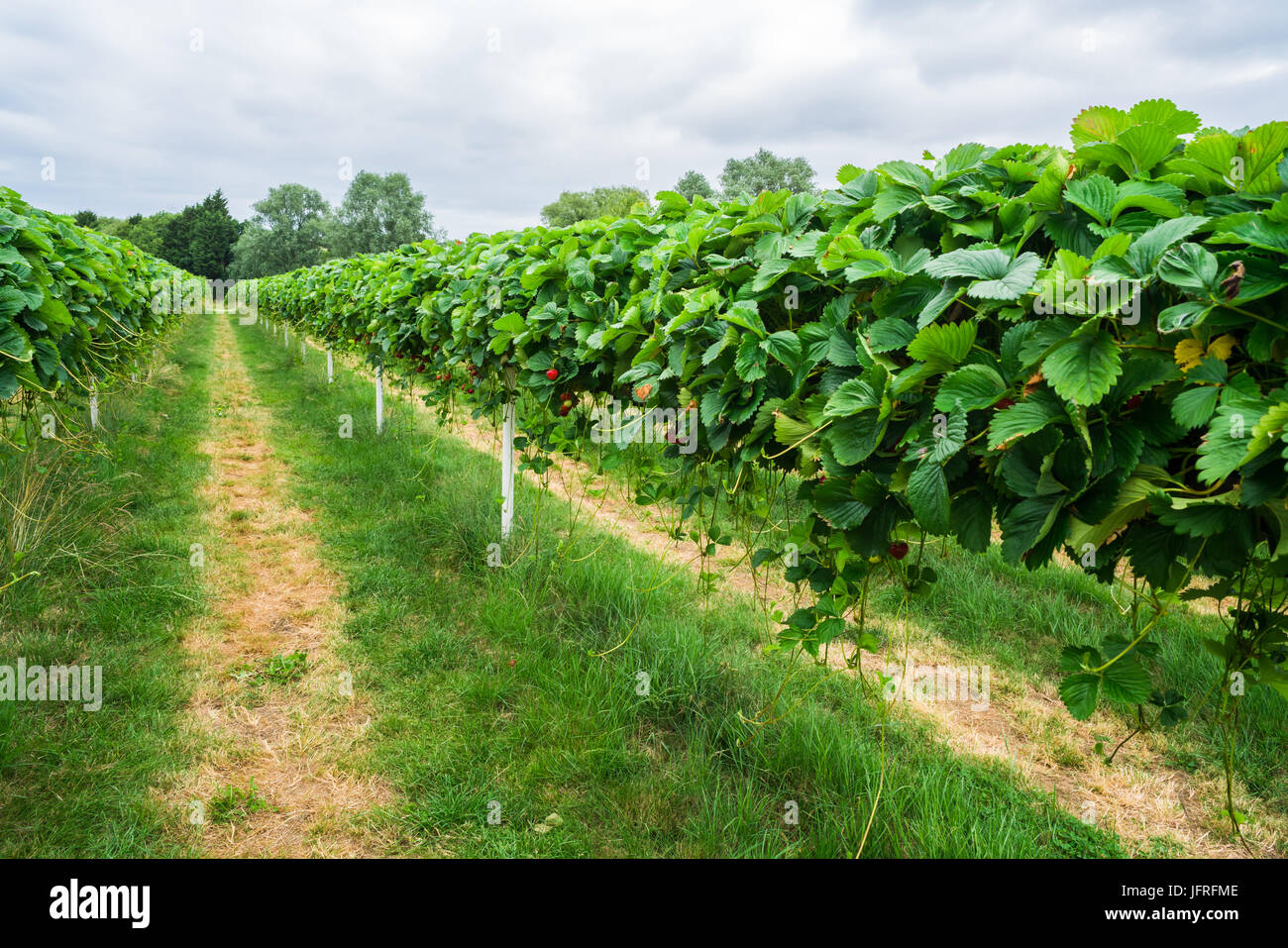 Strawberries growing on English fruit farm Stock Photo - Alamy