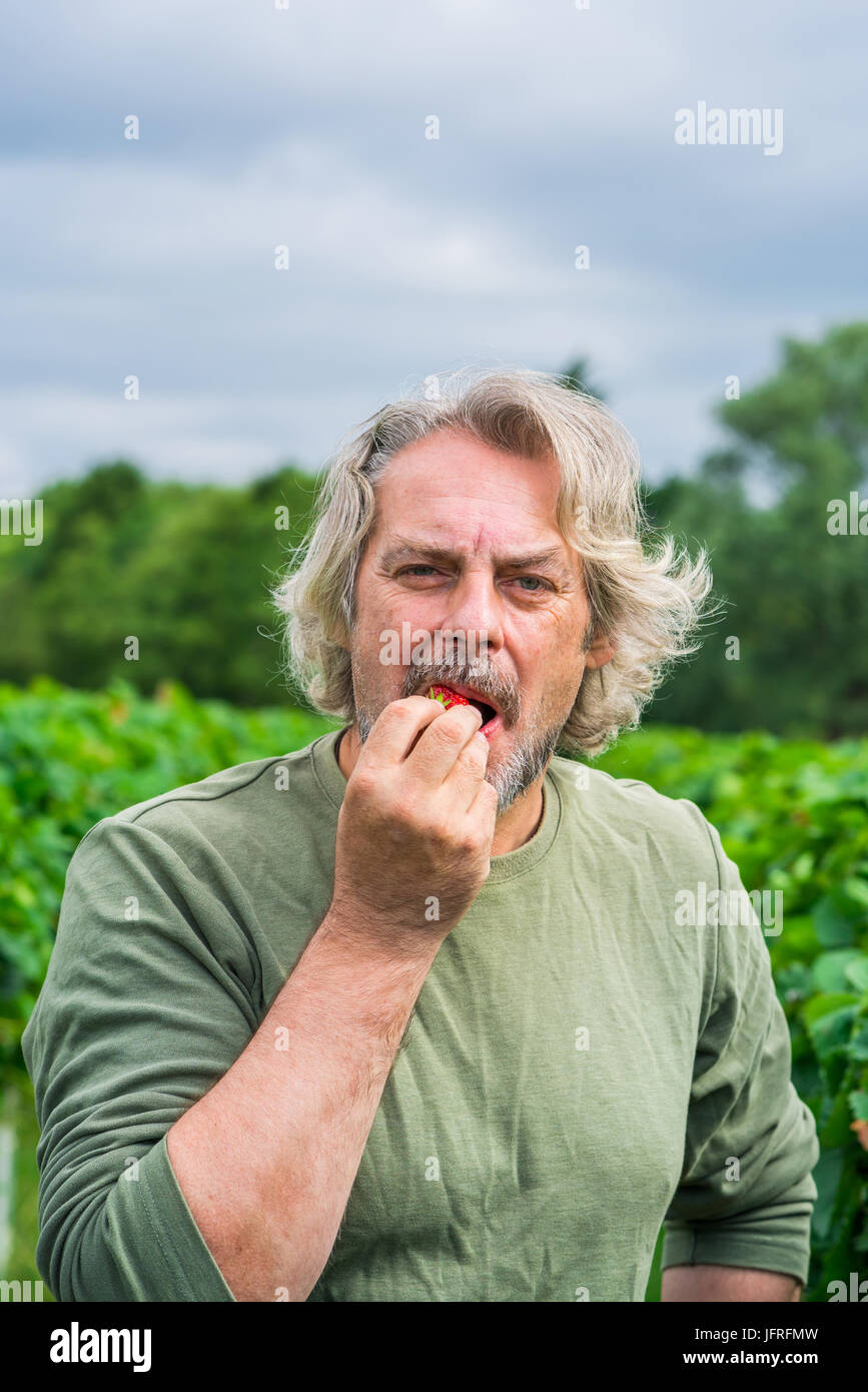A middle aged male eating freshly picked strawberry on a fruit farm ...