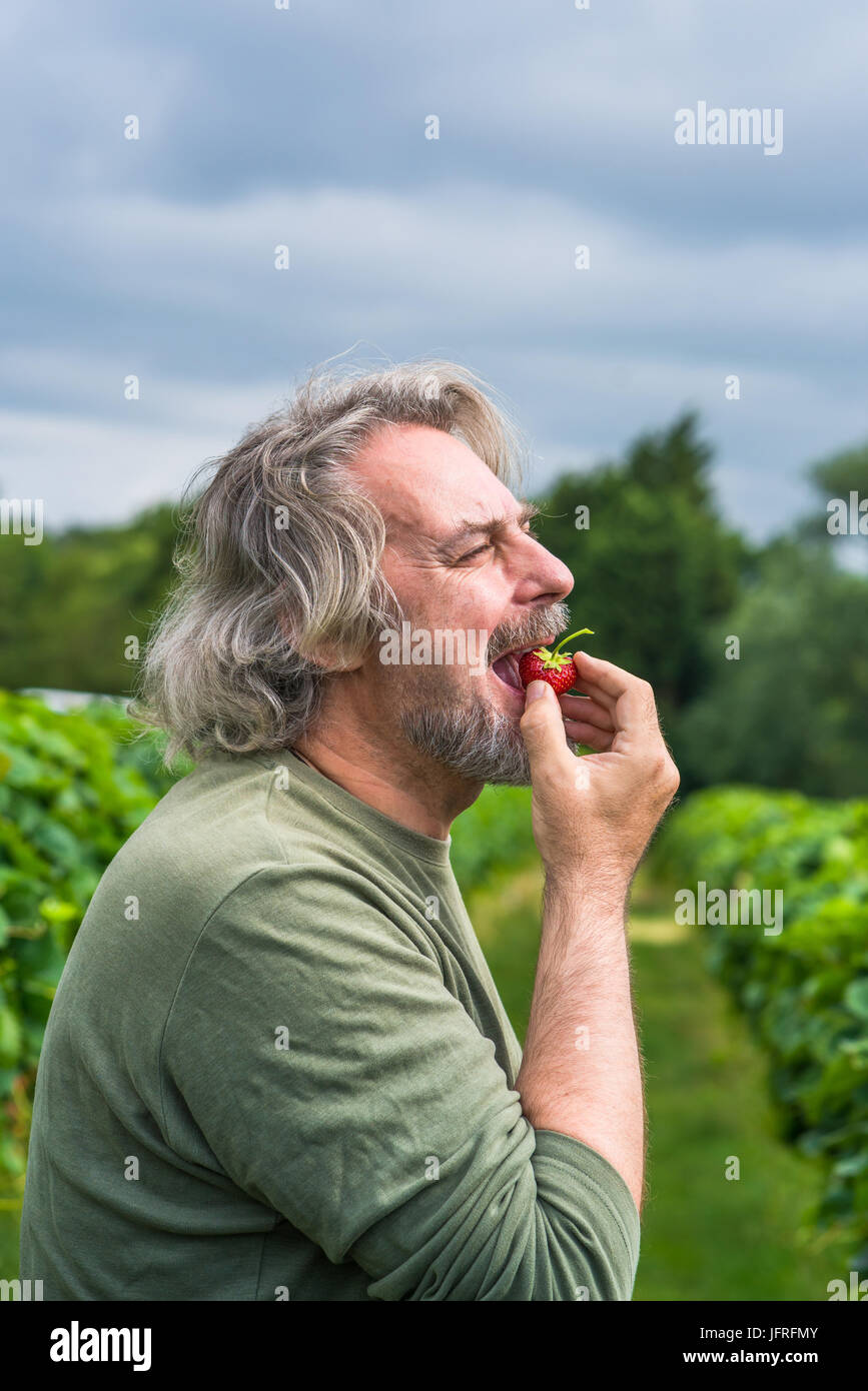 A middle aged male eating freshly picked strawberry on a fruit farm ...