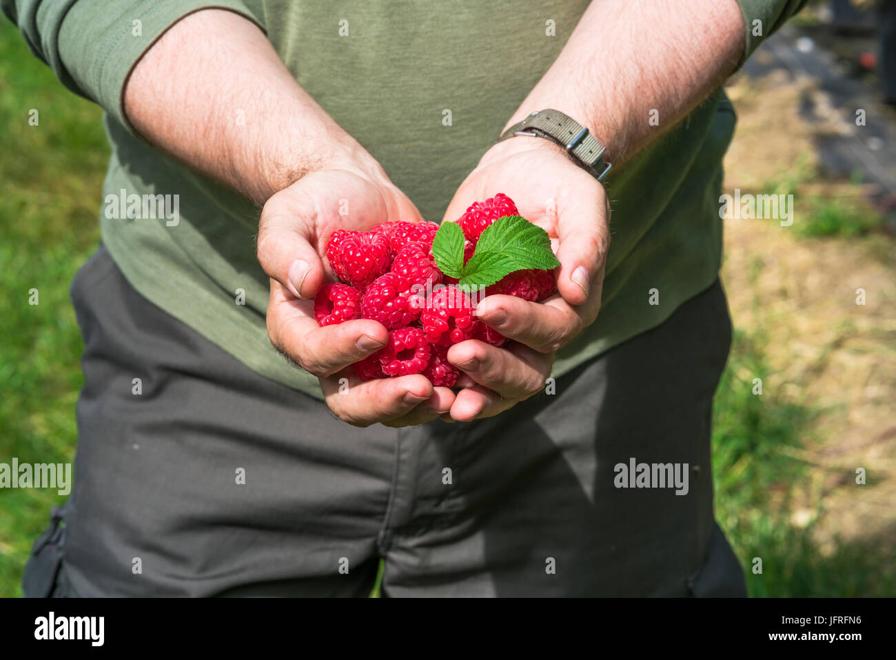 A male's hands holding a handful of raspberries Stock Photo - Alamy