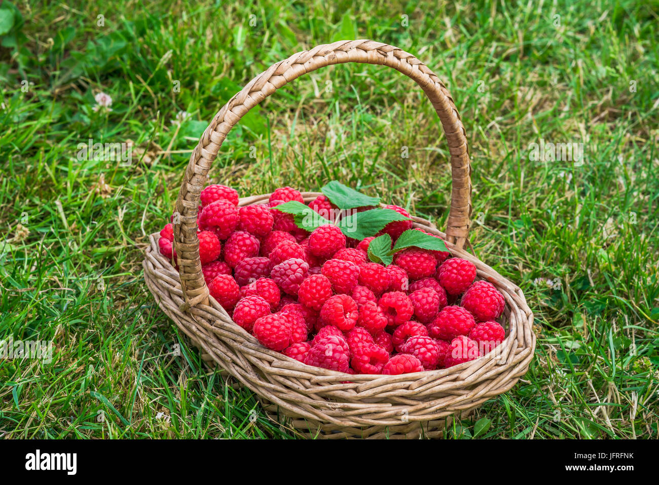 A basket full of freshly picked raspberries on a grass Stock Photo - Alamy